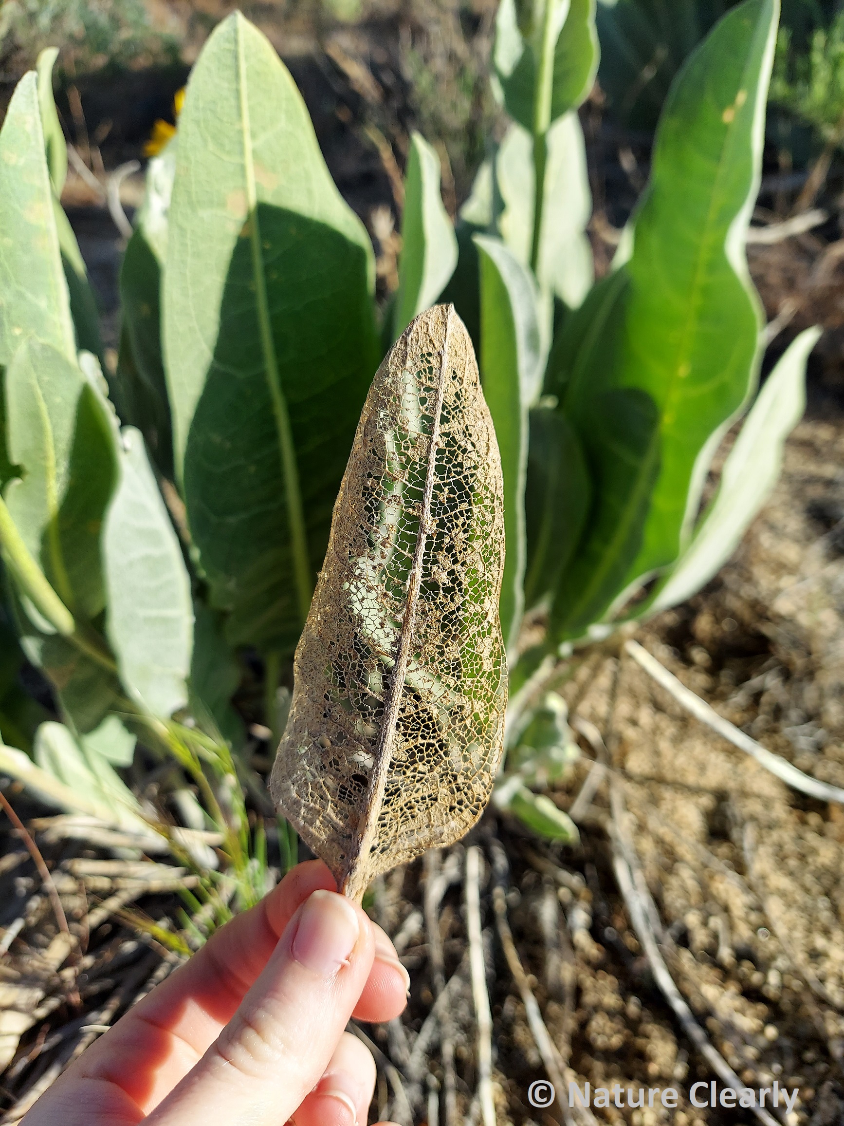 Leaf morphology – NATURE CLEARLY