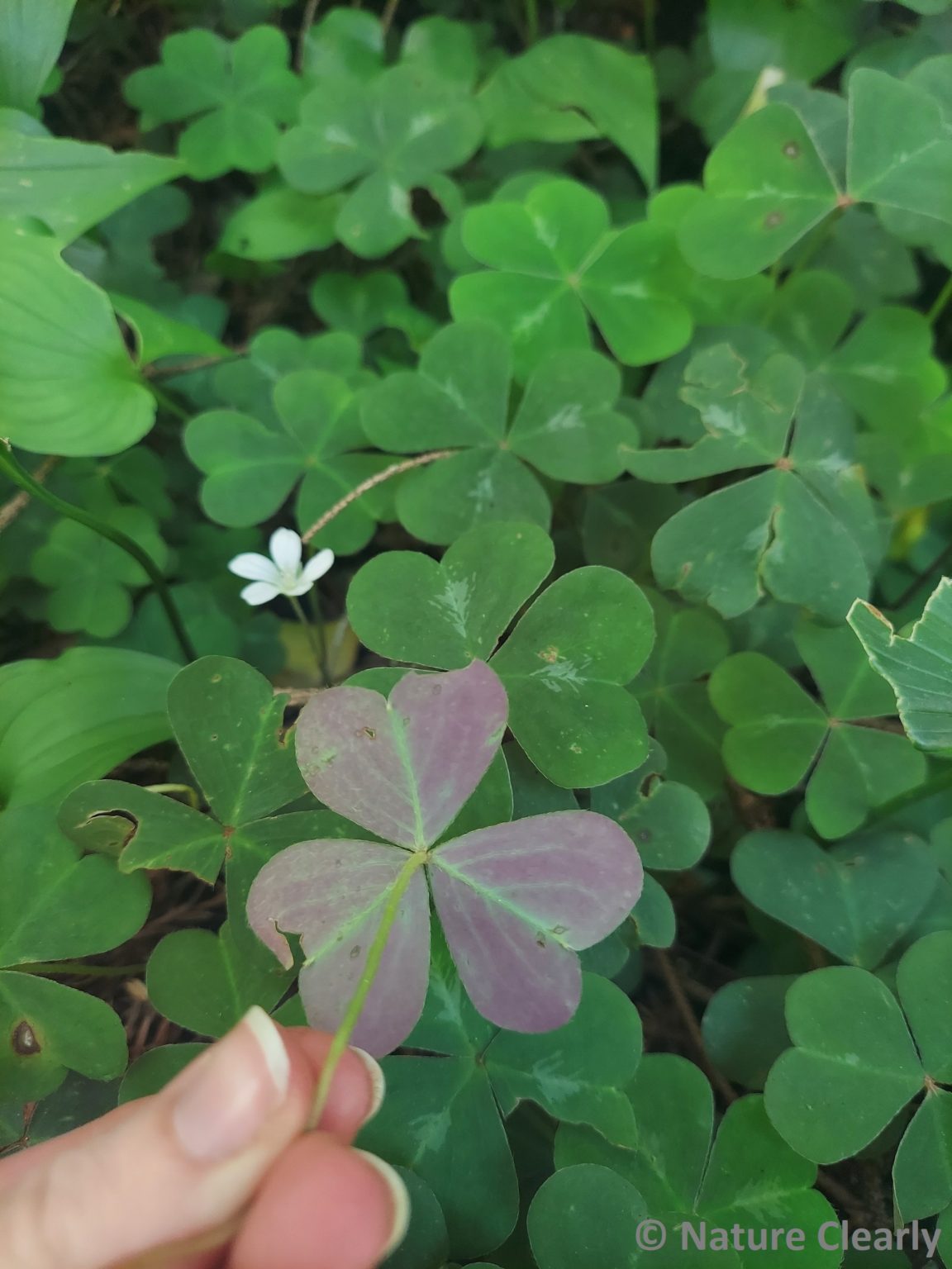 Leaf morphology – NATURE CLEARLY