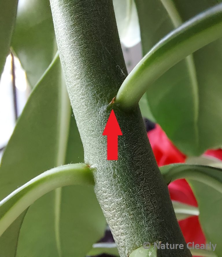 Leaf morphology – NATURE CLEARLY
