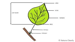 Leaf morphology – NATURE CLEARLY