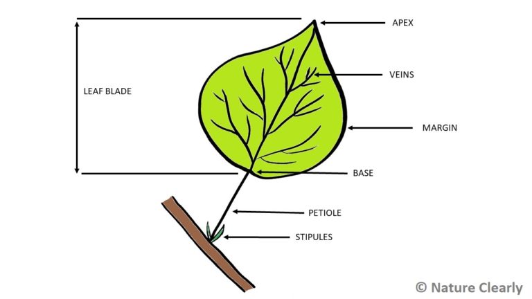 Leaf morphology – NATURE CLEARLY