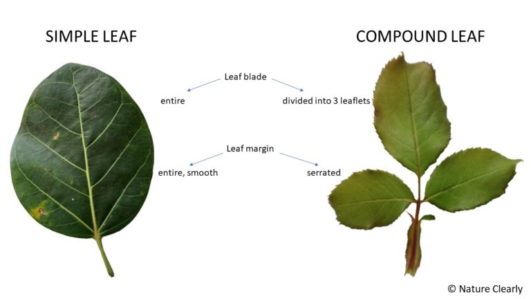 Leaf morphology – NATURE CLEARLY