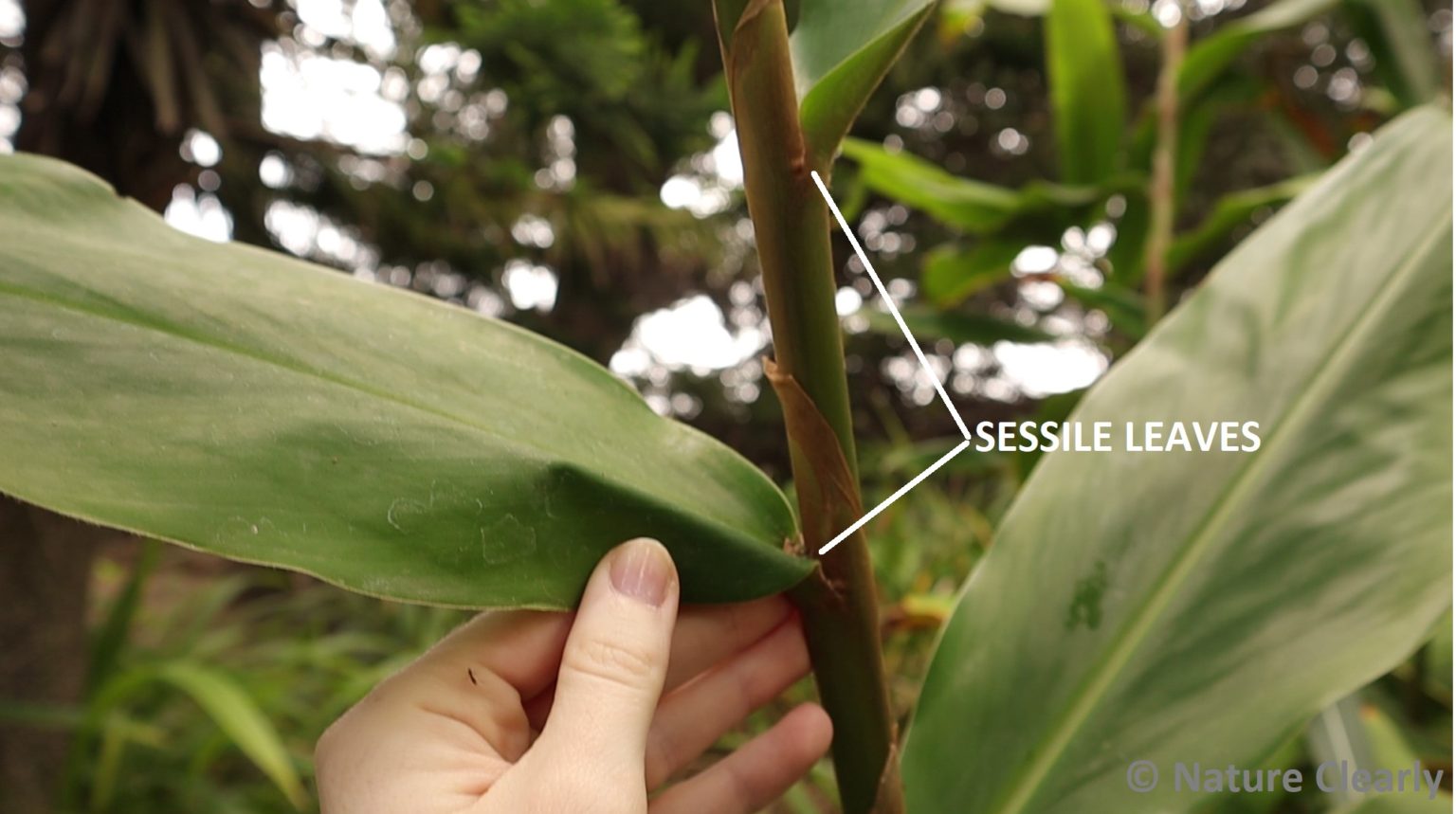 Leaf morphology – NATURE CLEARLY