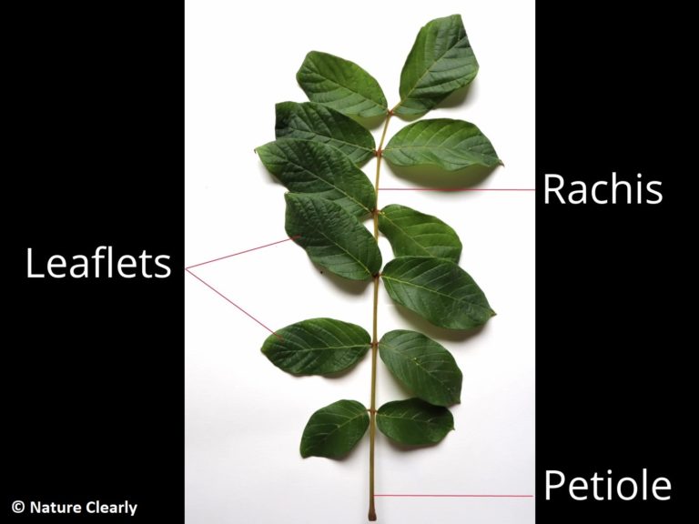How to recognize compound leaves? – NATURE CLEARLY