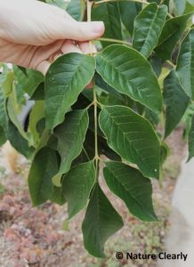 How to recognize compound leaves? – NATURE CLEARLY