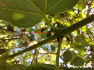 How to recognize compound leaves? – NATURE CLEARLY