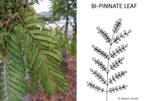 How to recognize compound leaves? – NATURE CLEARLY