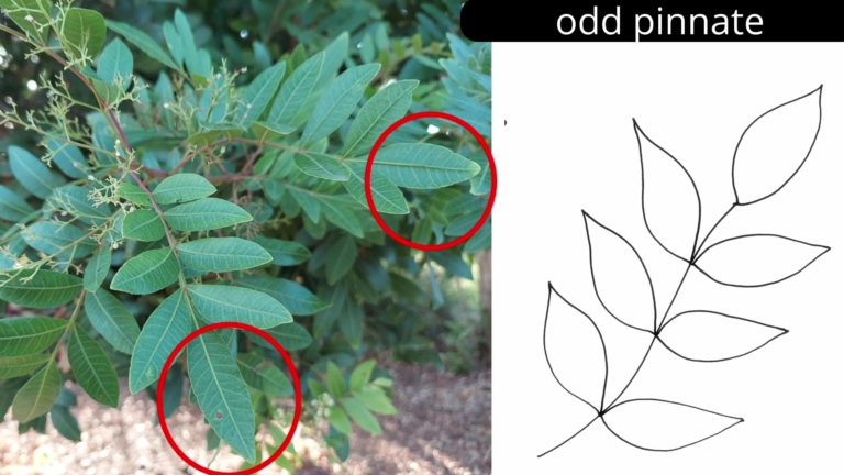 How to recognize compound leaves? – NATURE CLEARLY