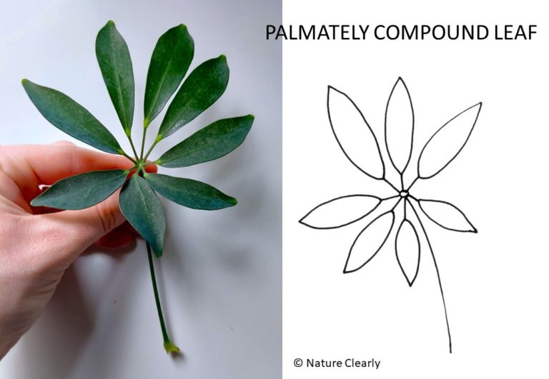 How to recognize compound leaves? – NATURE CLEARLY